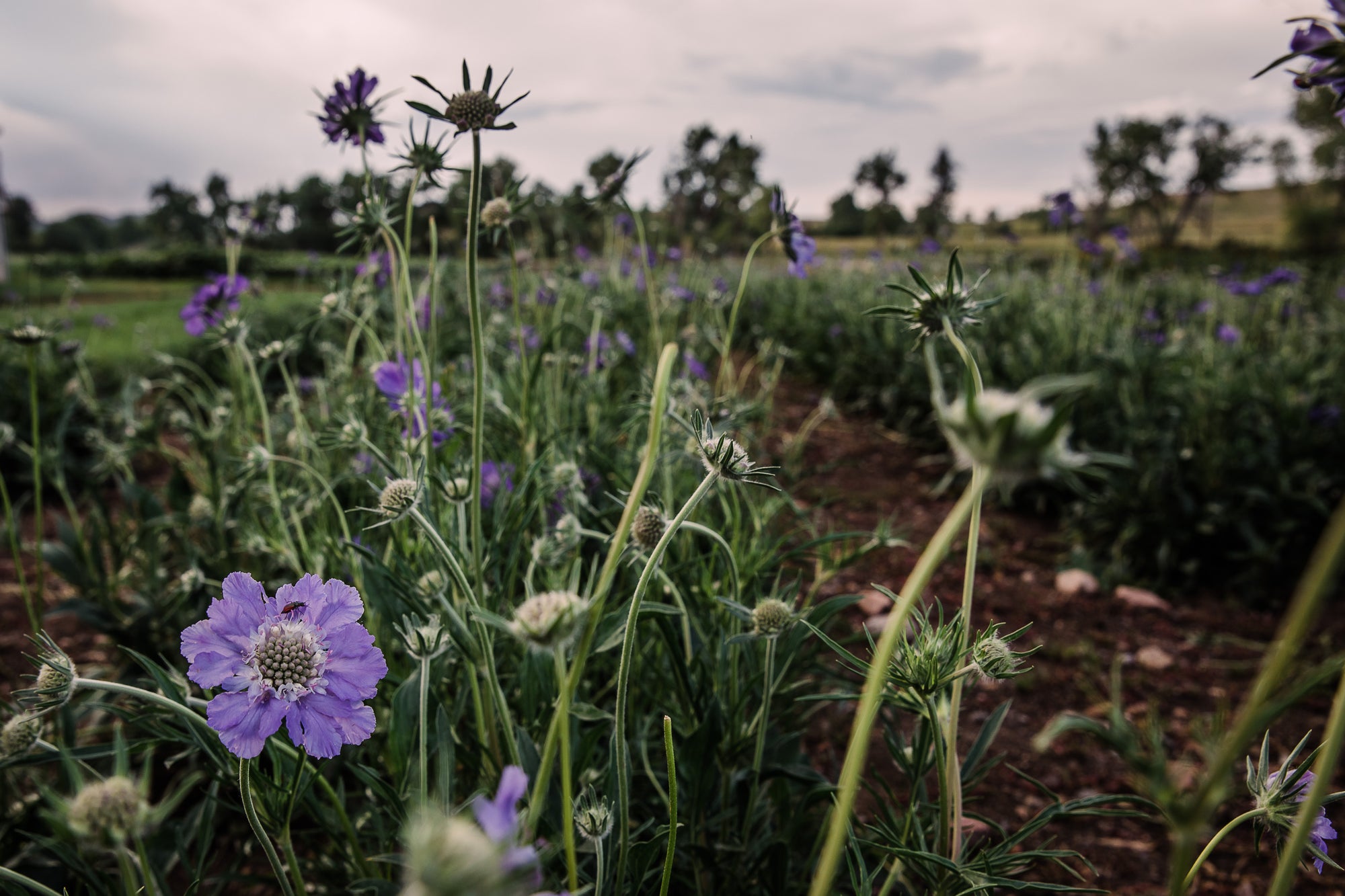 Boulder Flower Farm