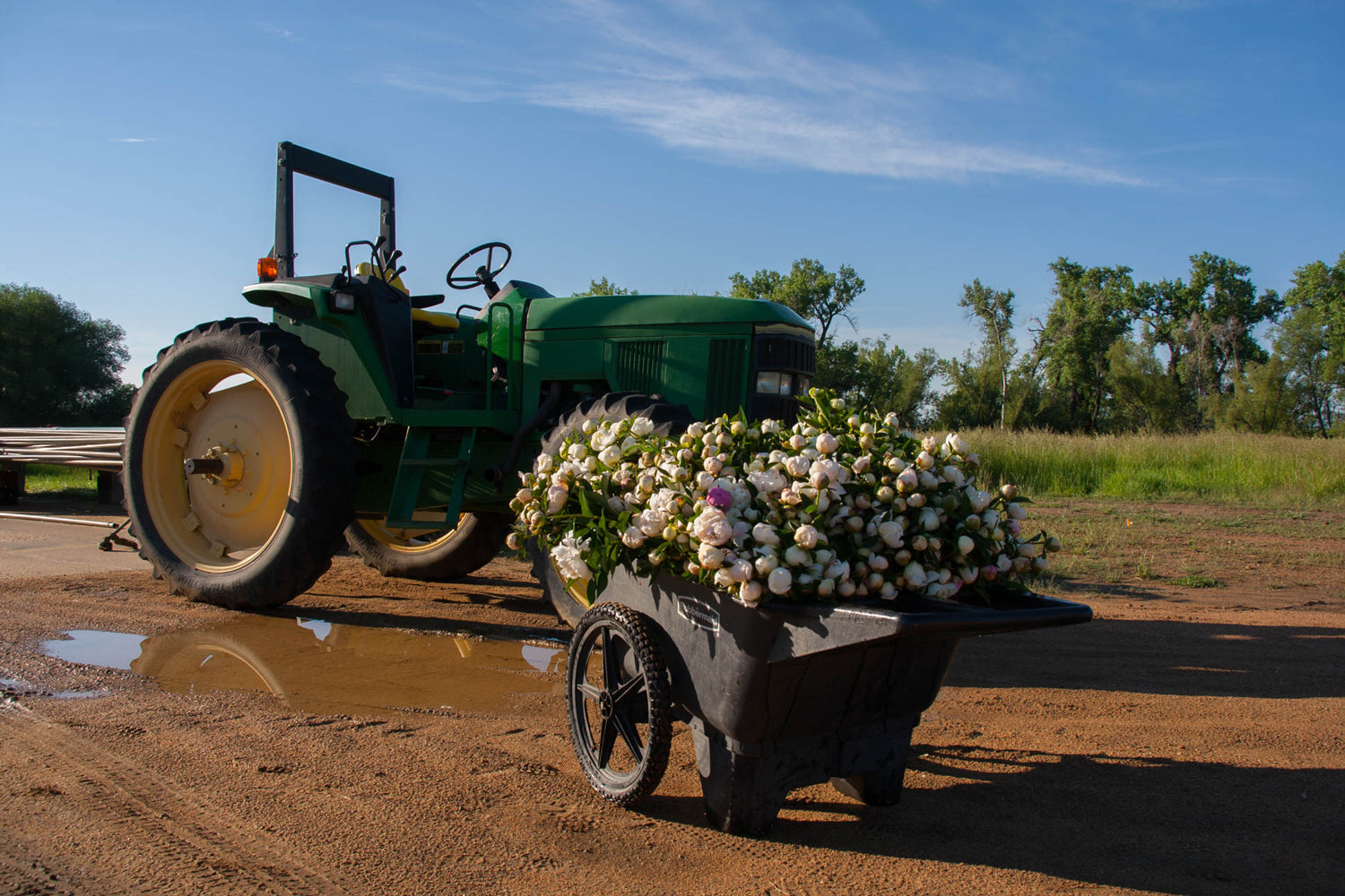 Boulder Flower Farm